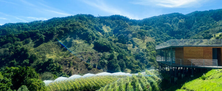 Copey de Dota recibe a los turistas con una inmersión en viñedos de ...